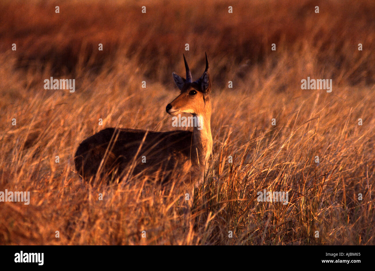 Common Reedbuck, Redunca arundinum Stock Photo - Alamy