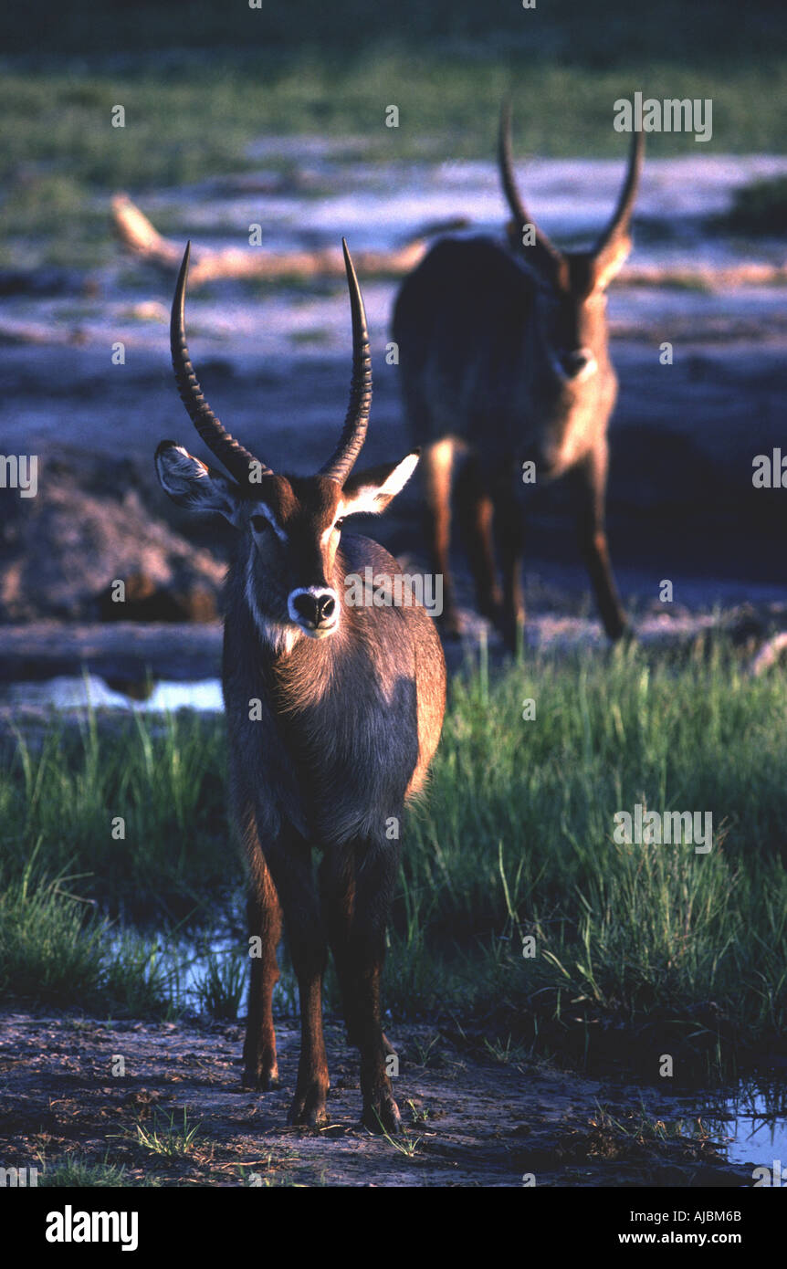 Largest kobus hi-res stock photography and images - Alamy