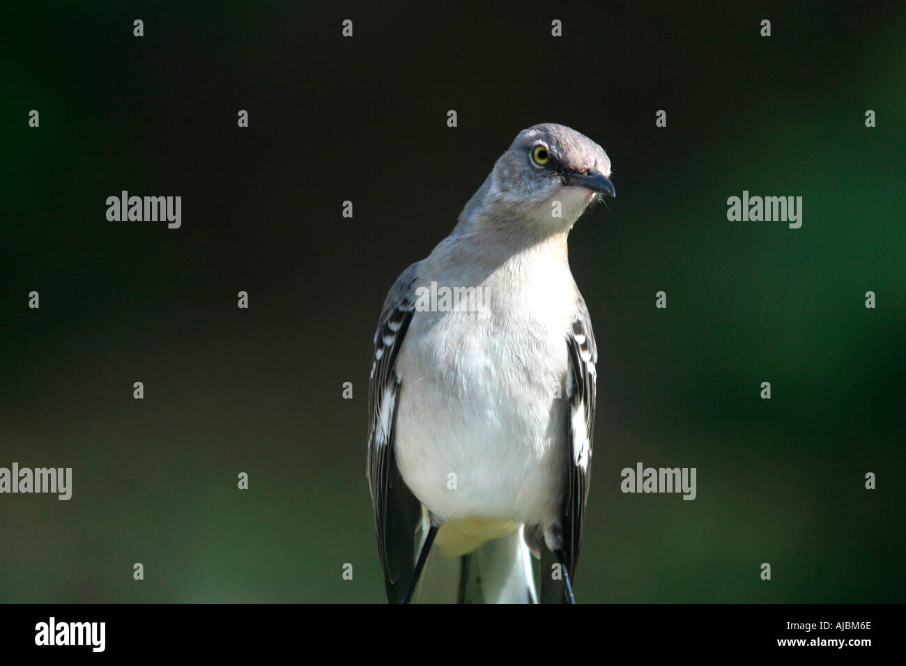 Bird Named Mockingbird mimus polyglottos Texas State Bird Stock Photo ...