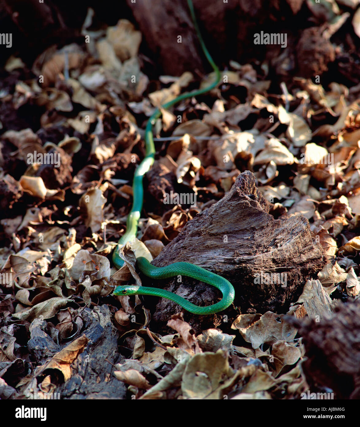 Dispholidus typus hi-res stock photography and images - Alamy