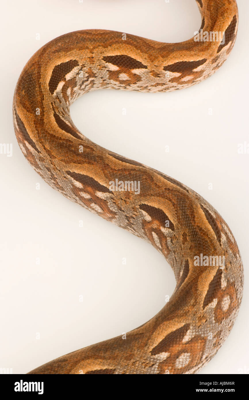 Portrait of Part of the Body of a Madagascar Ground Boa (Acrantophis ...