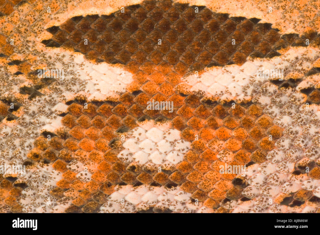 Extreme Close-up of the Skin of a Madagascar Ground Boa (Acrantophis ...