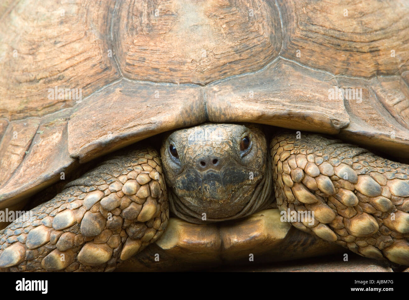 Tortoise legs hi-res stock photography and images - Alamy