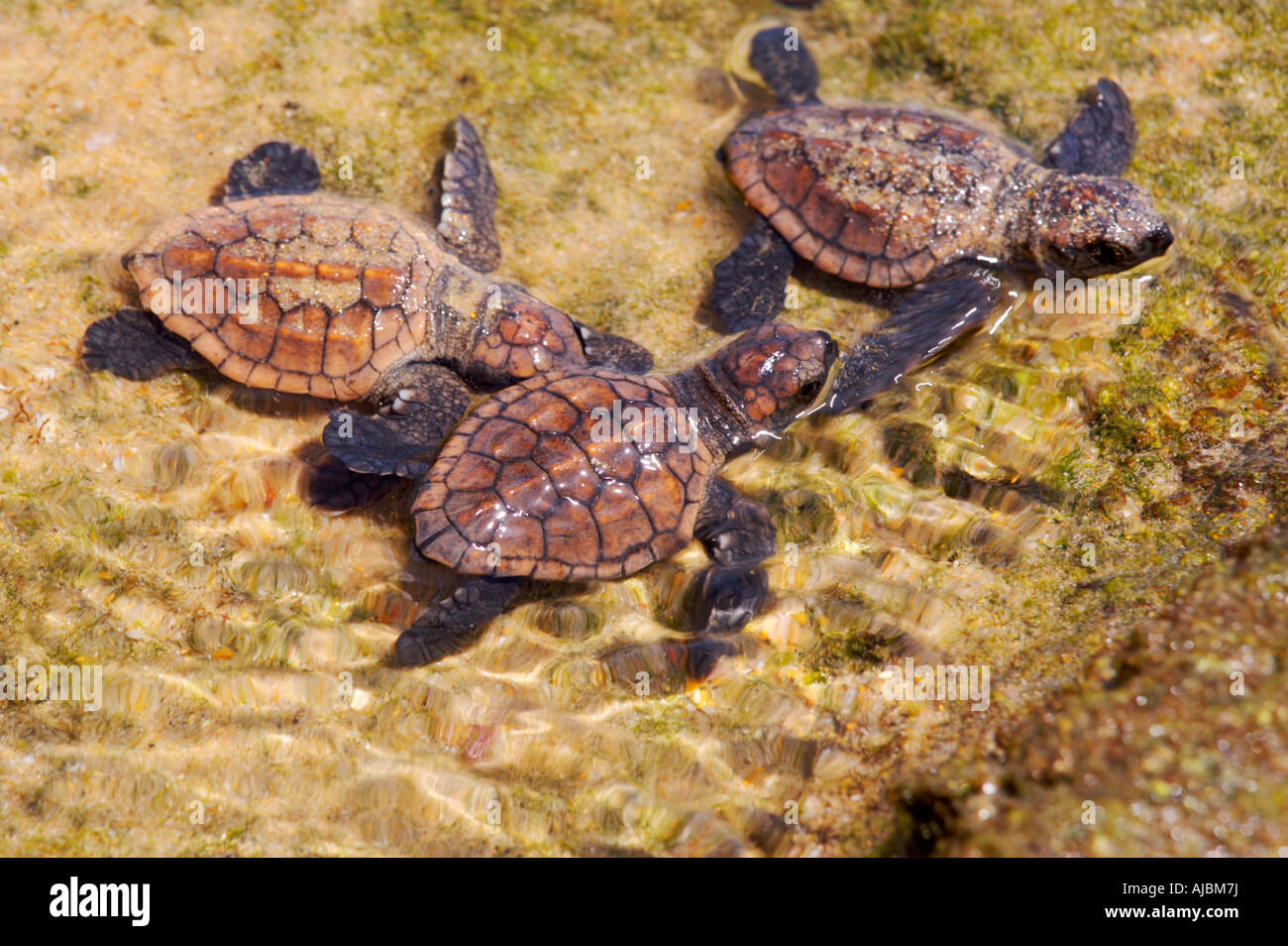 Three Loggerhead Turtle Hatchlings Stock Photo - Alamy