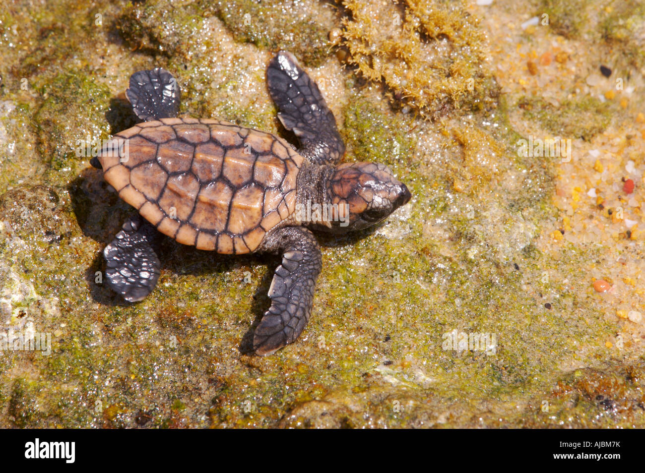 Lone Loggerhead Turtle Hatchling Stock Photo - Alamy