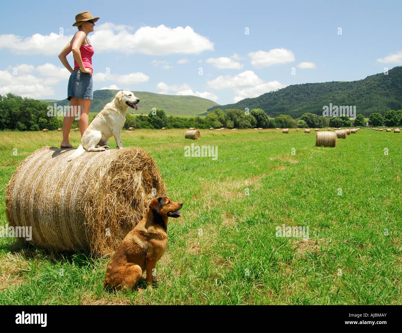 Woman on a South African farm Standing on a Round Straw Bail with Dogs ...