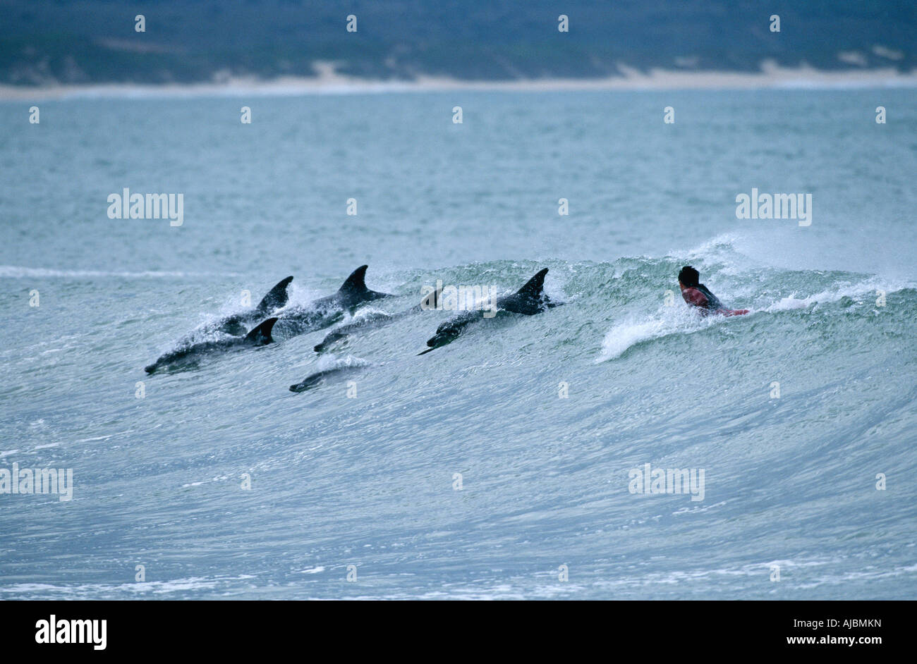 Bottlenose Dolphins (Tursiops truncatus) and Surfer Riding Wave Stock ...