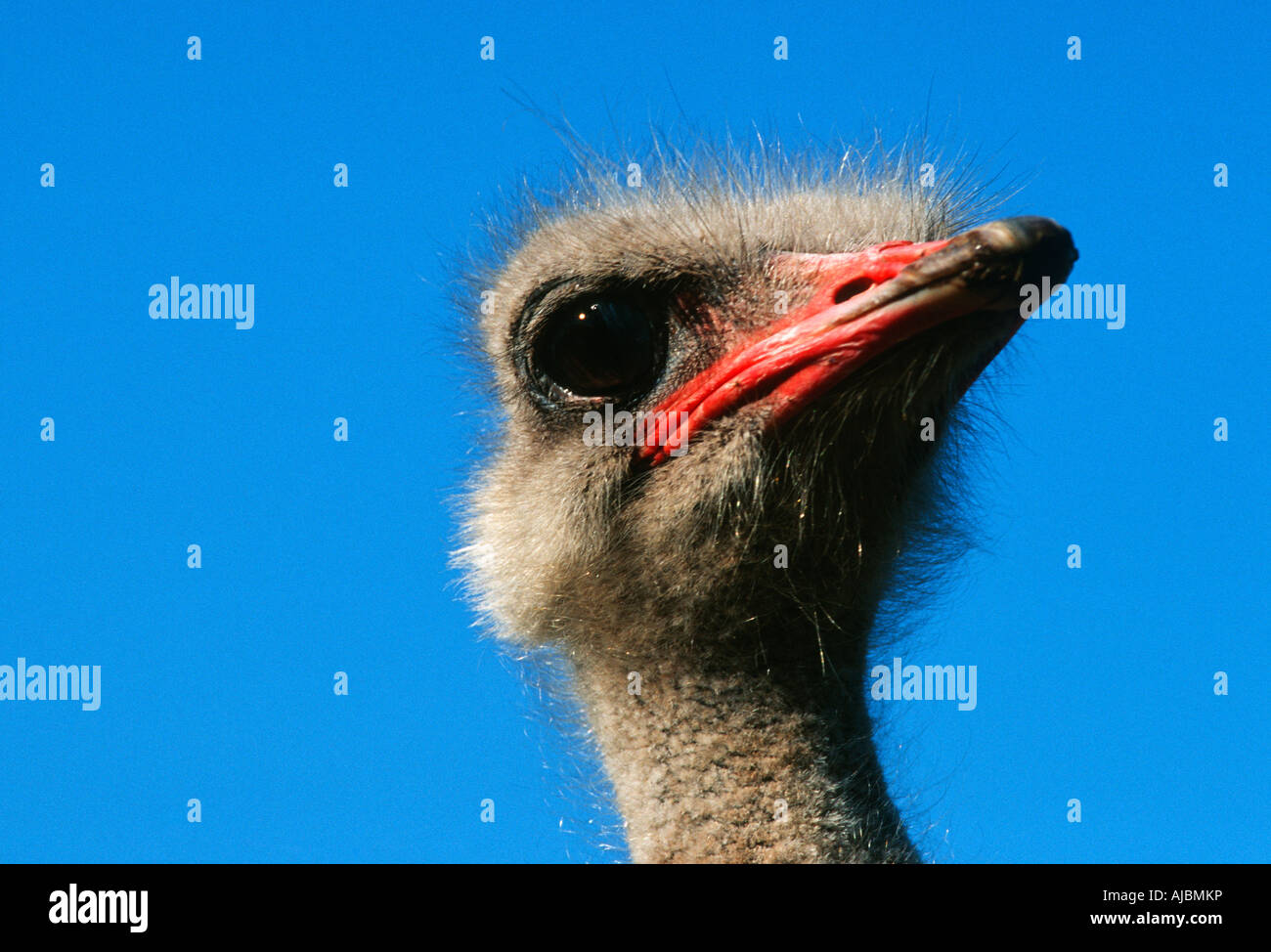 Blue eyed ostrich hi-res stock photography and images - Alamy
