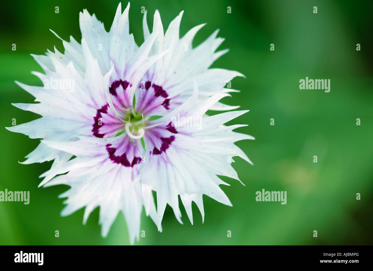 Close-up of a Sweet William (Dianthus barbatus Stock Photo - Alamy