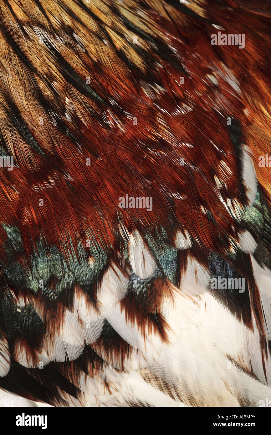 Extreme Close-up of the Feathers of a Rooster (Gallus gallus domesticus ...