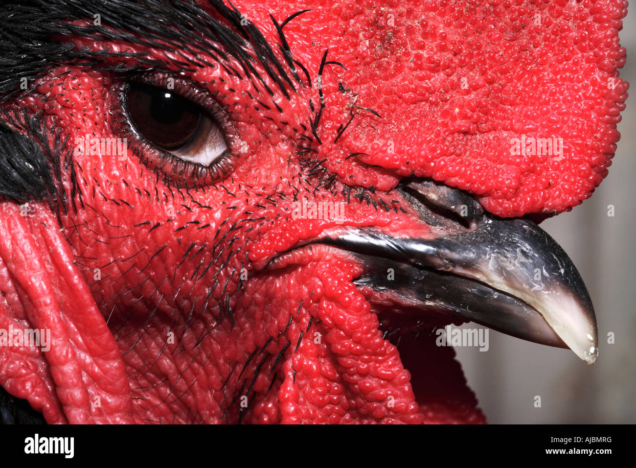 Extreme Close-up of the Head of a Rooster (Gallus gallus domesticus ...