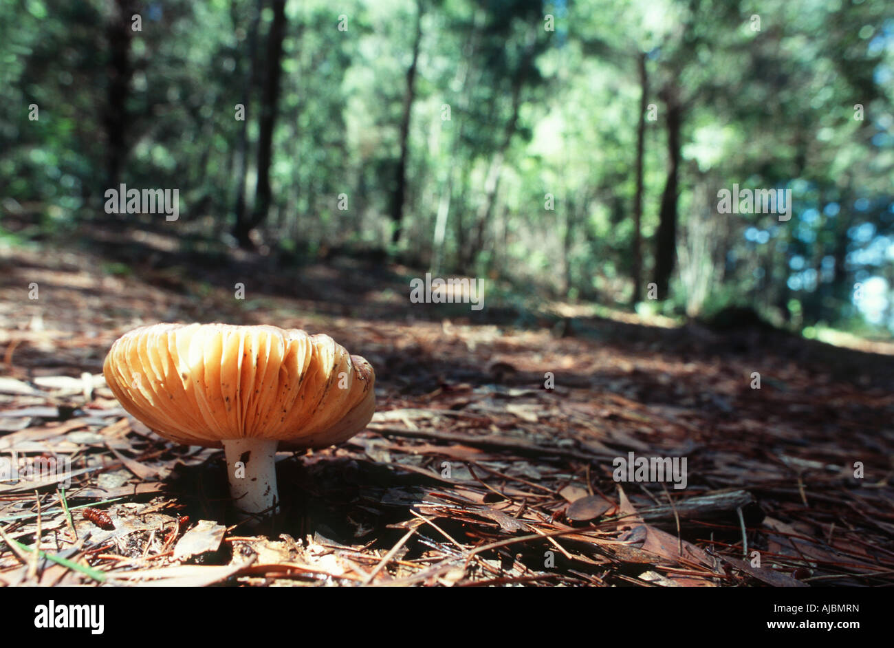 Wild Mushroom Growing on Forest Floor Stock Photo - Alamy