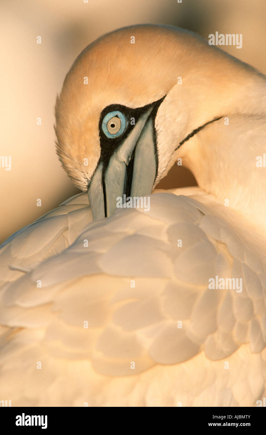 Close-up View of a Cape Gannet (Morus capensis) Preening Stock Photo ...