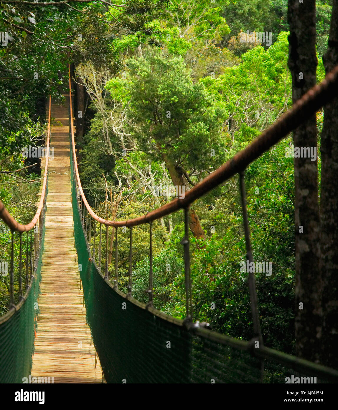 Rope Bridge Crossing Stock Photo - Alamy