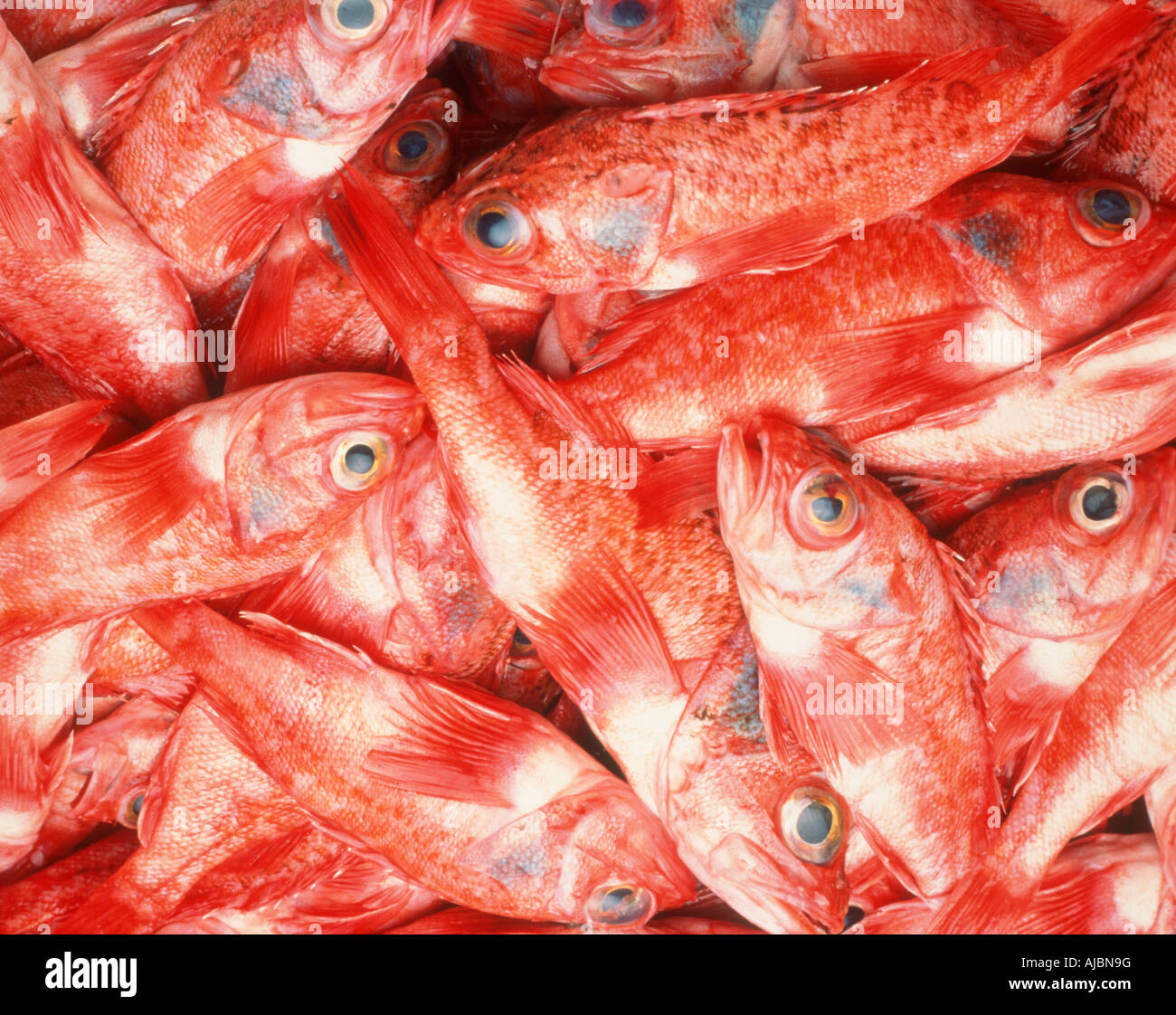 Red Fish Piled up with Together - Full Frame Stock Photo - Alamy