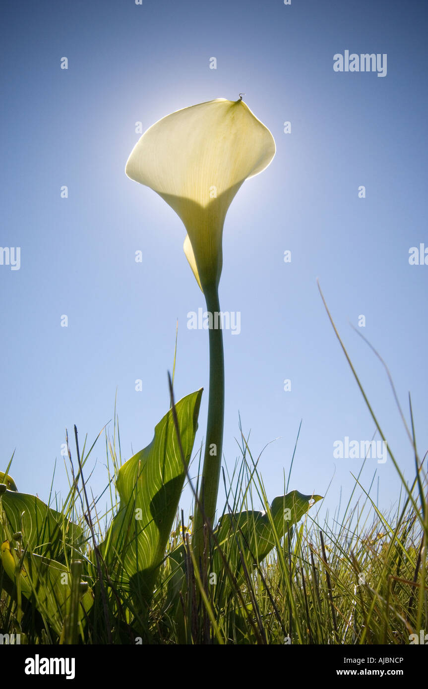 A Low Angle of White Arum Lilly with the Sun Directly Behind Stock ...