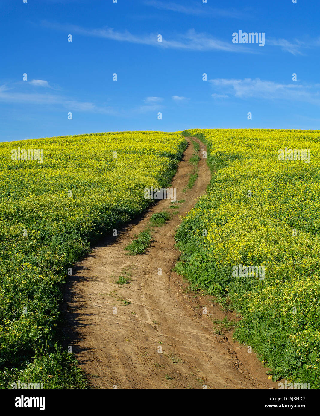 Road cuts through field hi-res stock photography and images - Alamy