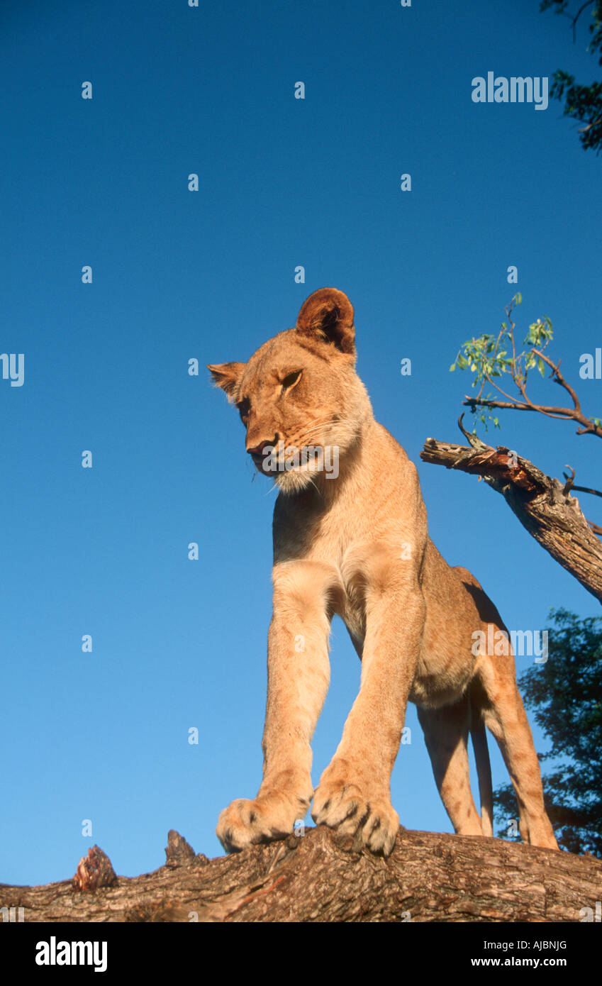 Lion standing up hi-res stock photography and images - Alamy