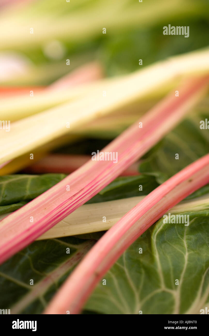 Stems of Cabbage Leaf at the Farmers Market Stock Photo - Alamy