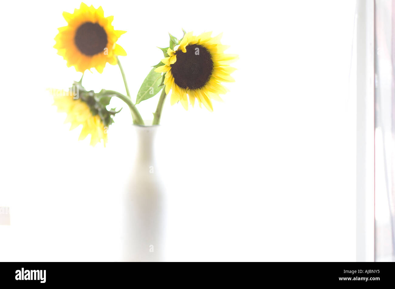 Sunflowers in window Stock Photo - Alamy