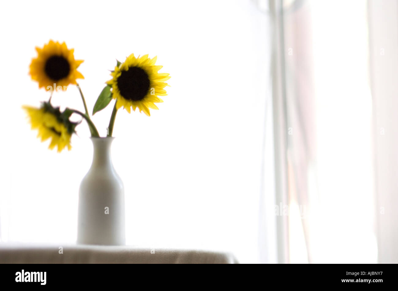 Sunflowers in window hi-res stock photography and images - Alamy
