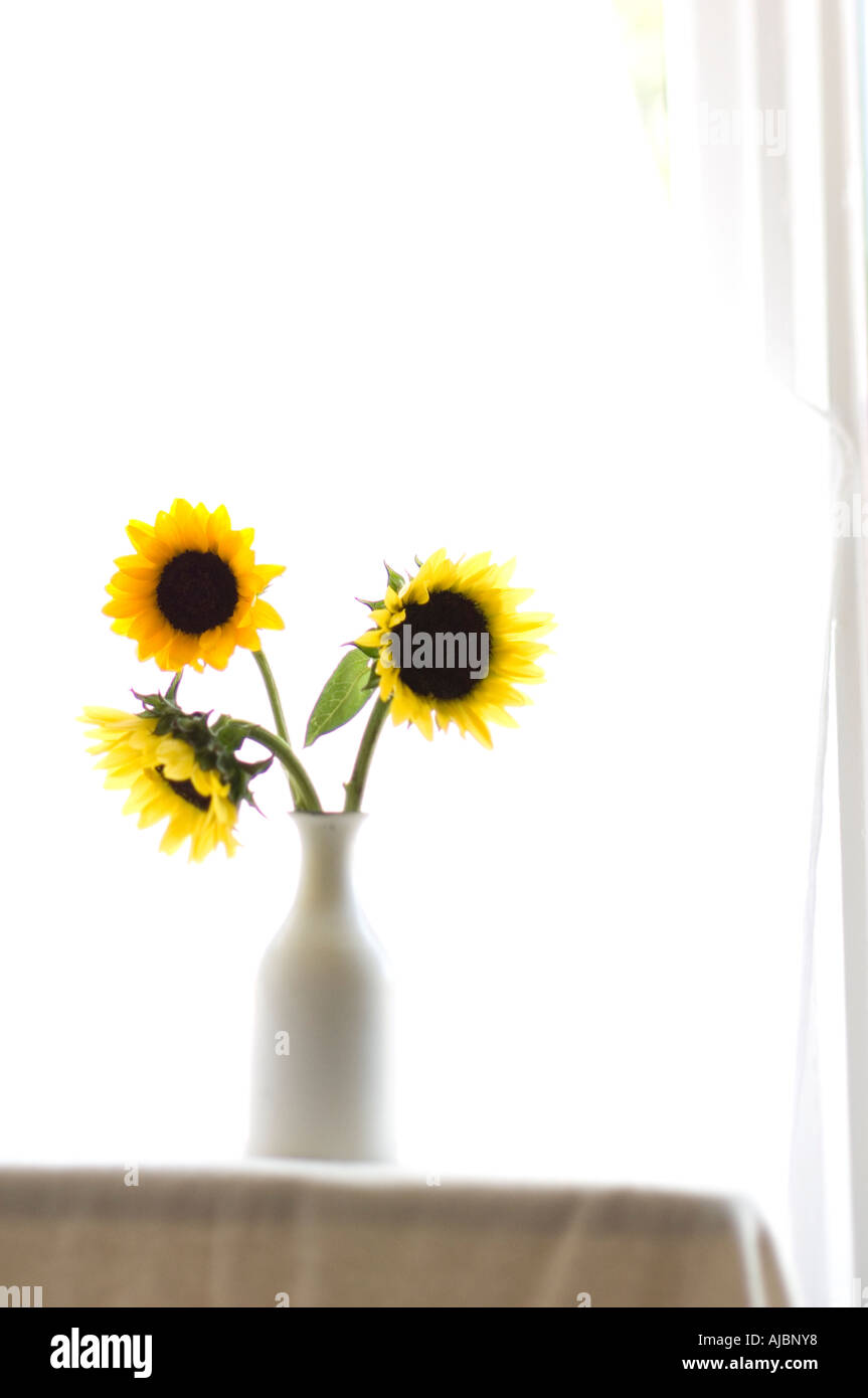 Sunflowers in window Stock Photo - Alamy