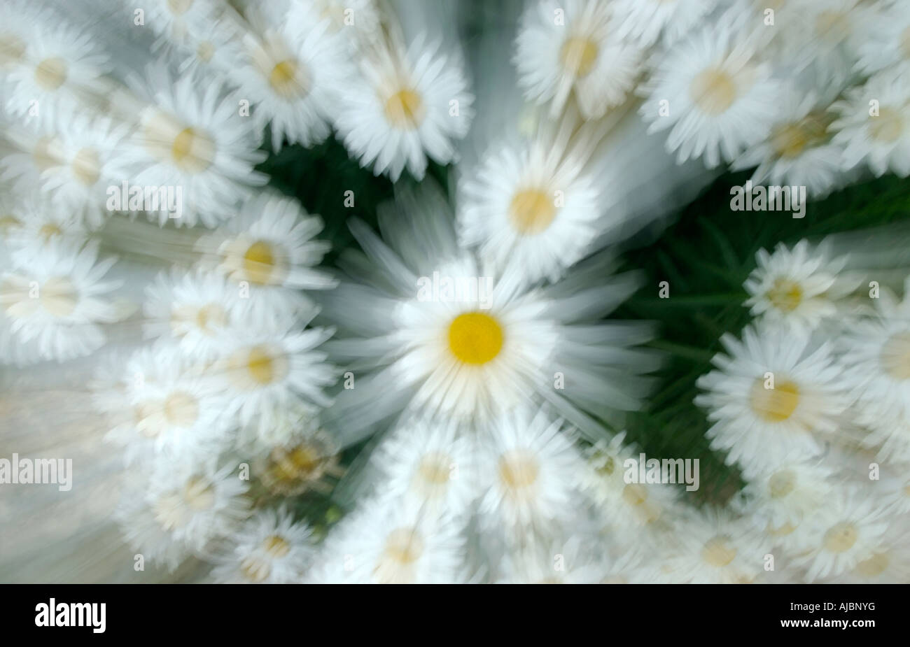 Group daisies close up hi-res stock photography and images - Alamy