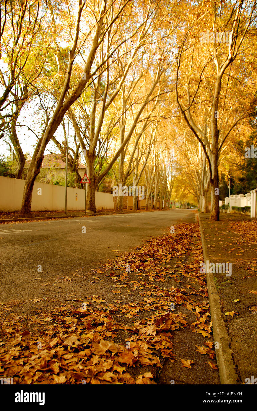 A Suburb Street with Trees on Either Side Stock Photo - Alamy