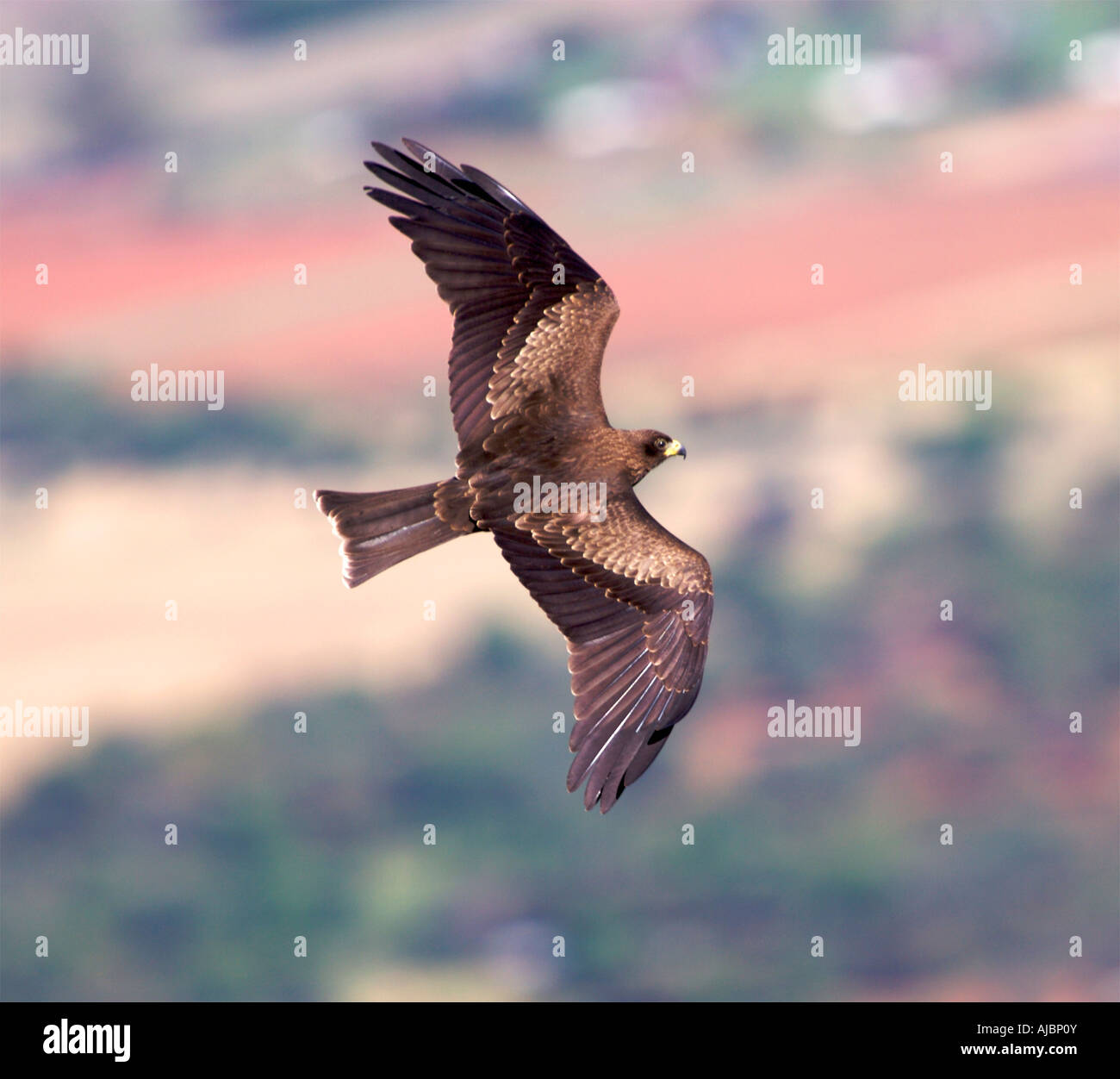 Black Kite (Milvus migrans parasitus) Flying Through the Air Stock ...