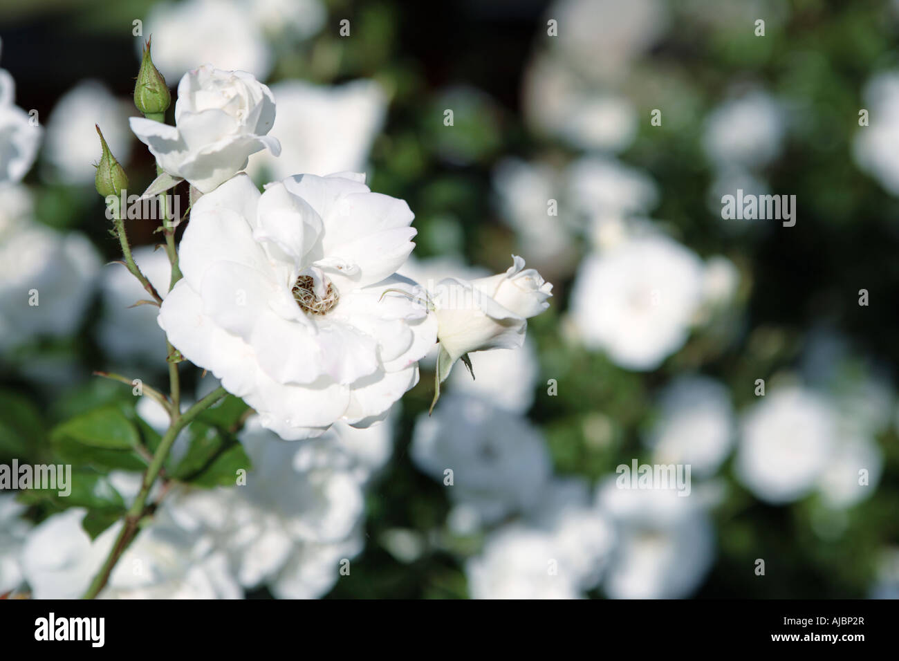 Portrait of an Iceberg Rose Flower (Rosa Floribunda Iceberg Stock Photo ...