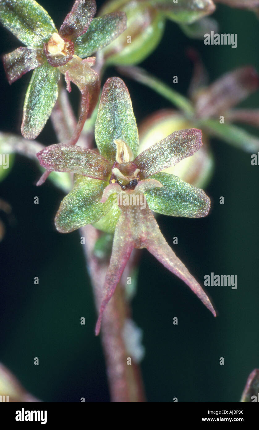 Lesser swamp orchid hi-res stock photography and images - Alamy