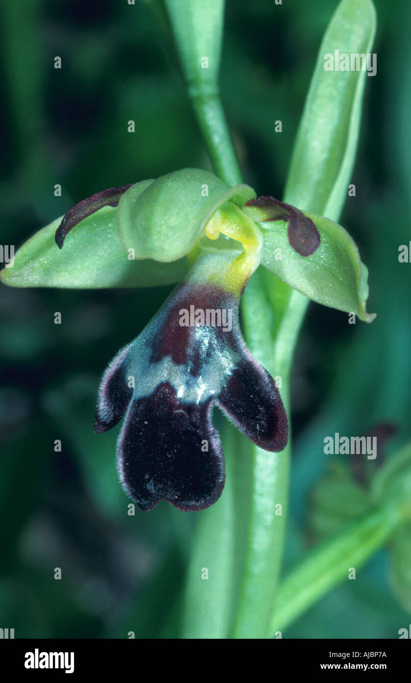 Ophrys dyris hi-res stock photography and images - Alamy