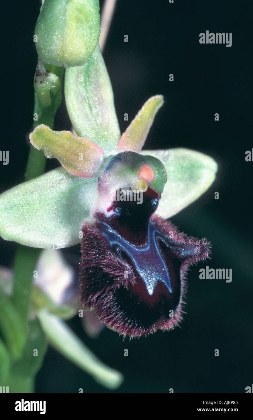 Southern spider orchid flower hi-res stock photography and images - Alamy