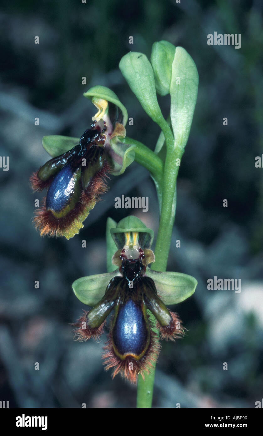 Paderne portugal hi-res stock photography and images - Alamy