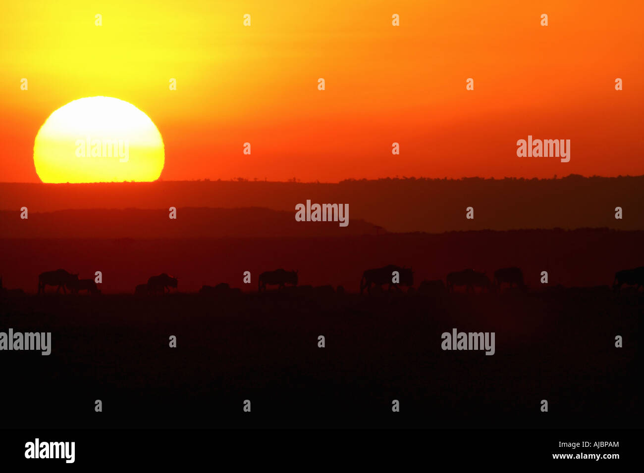 Moody bushveld silhouette sunset High Resolution Stock Photography and ...