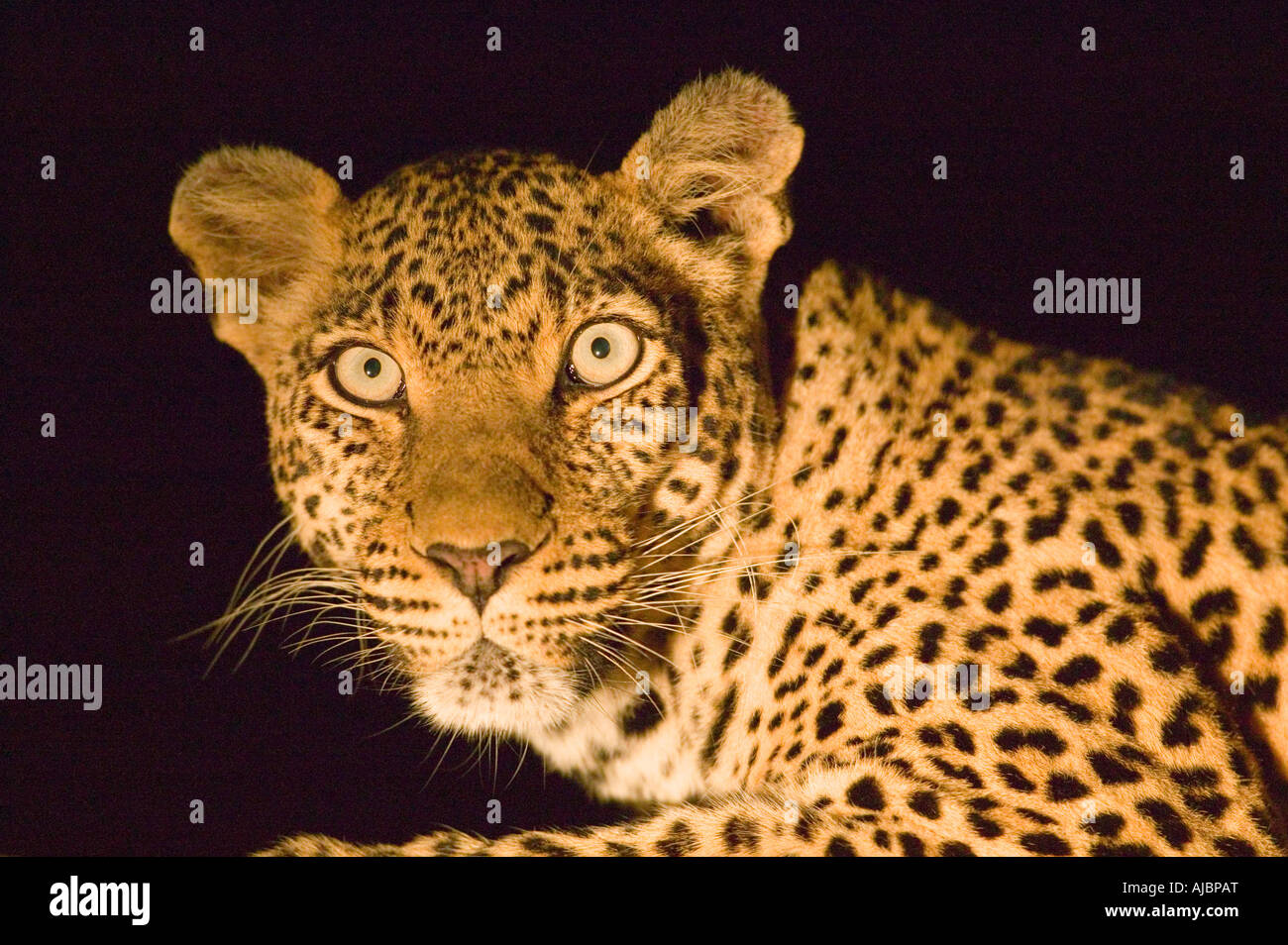 Close-up of Leopard (Panthera pardus) Looking at Camera;Night Shot ...