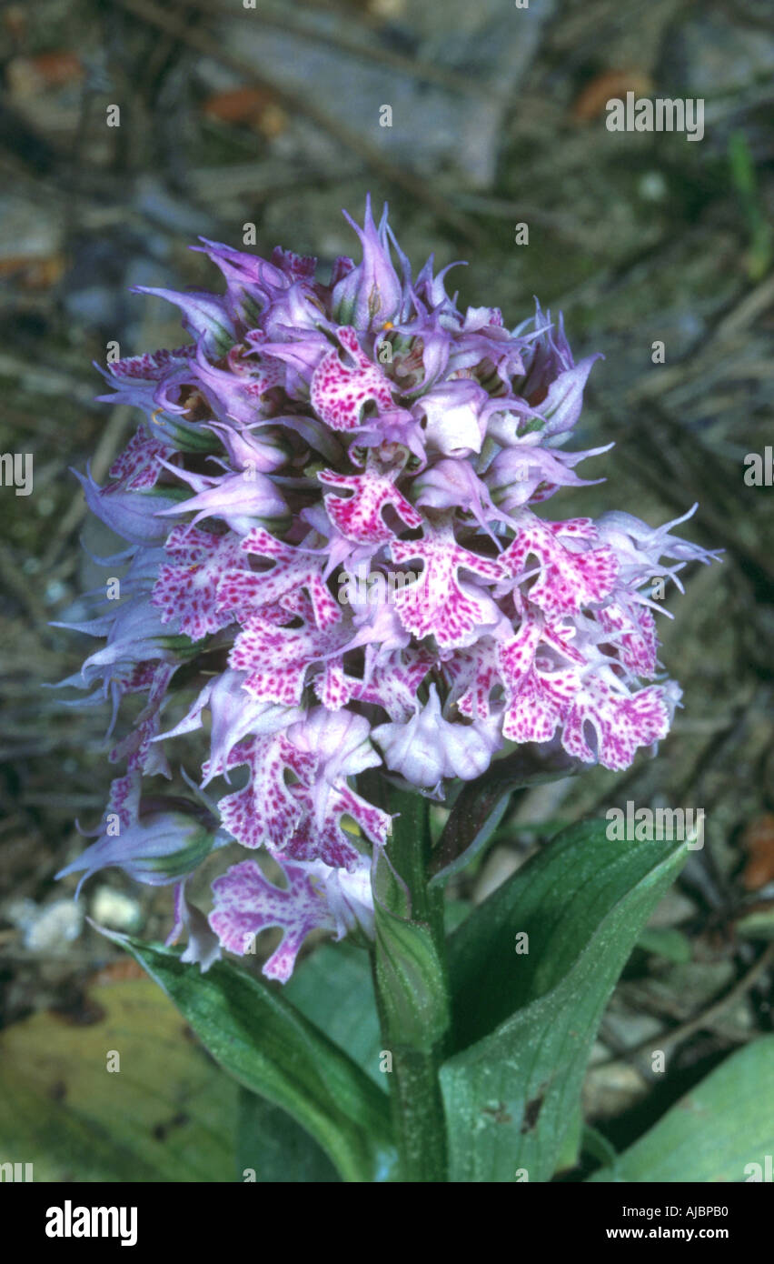 Conical racemes hi-res stock photography and images - Alamy