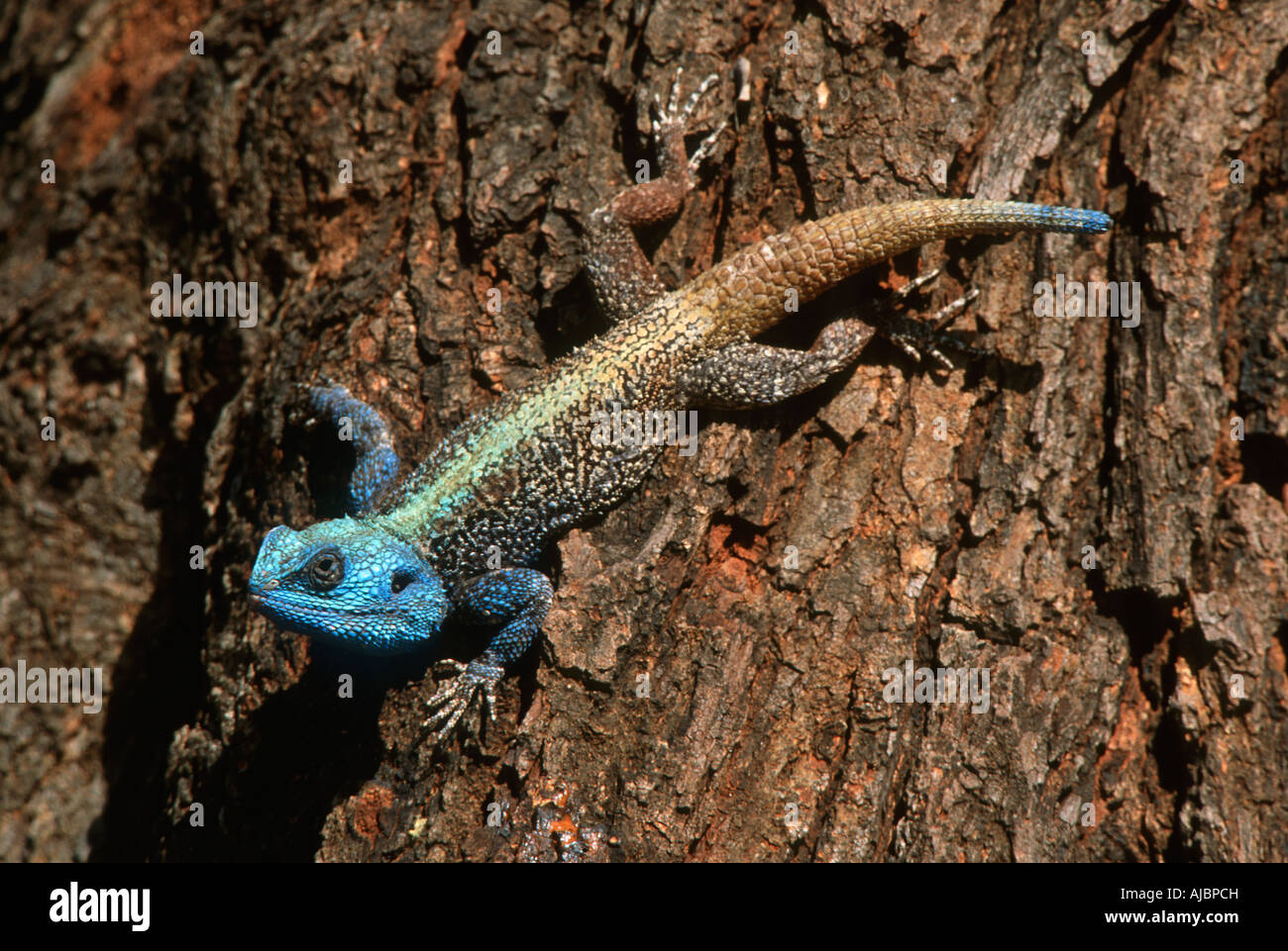 Blue headed tree agama hi-res stock photography and images - Alamy
