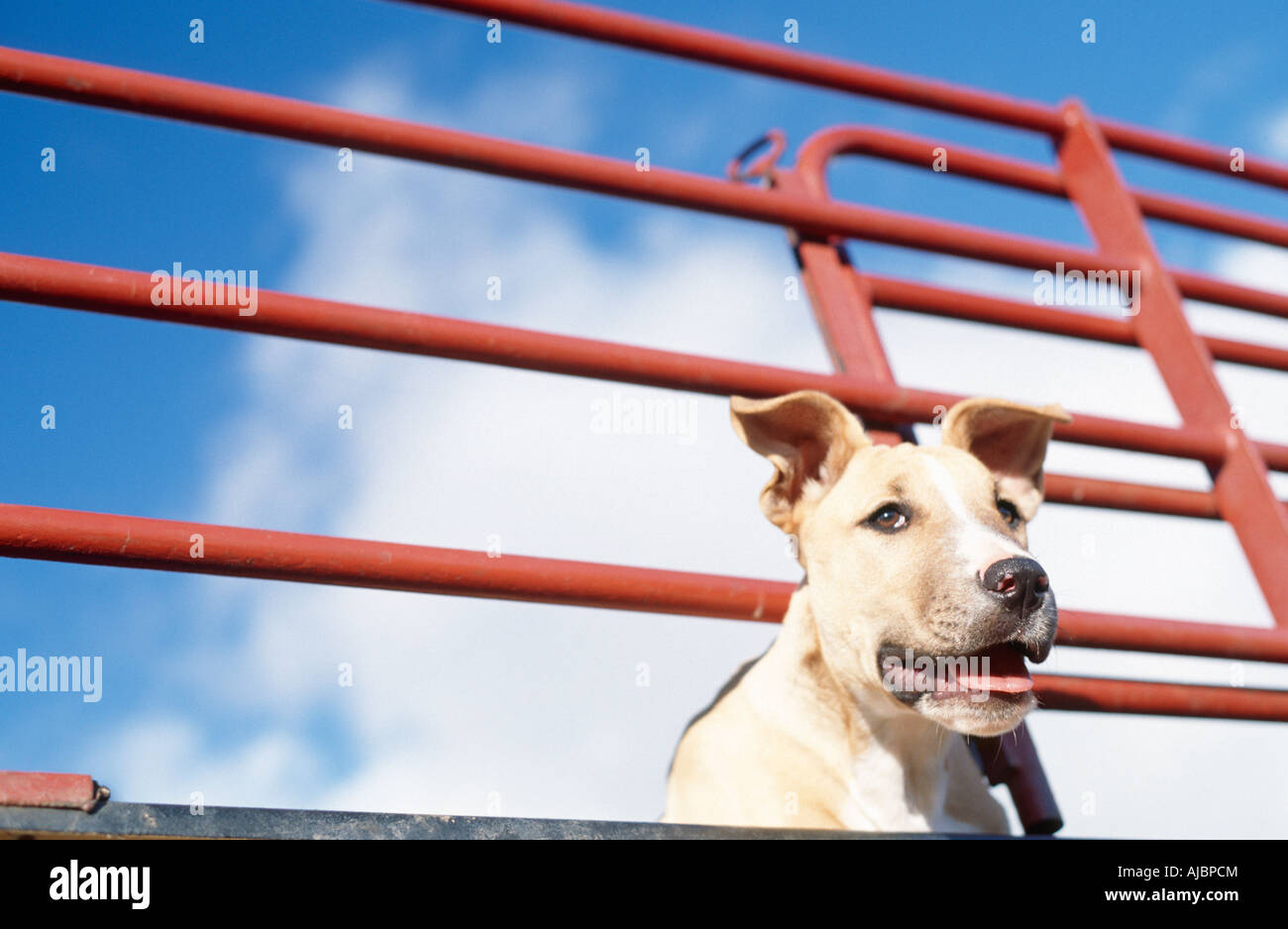 Upward View of Dog with head Through Fence Stock Photo - Alamy