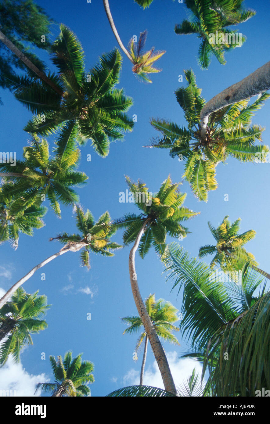 A View of Palm Trees Directly Above Stock Photo - Alamy