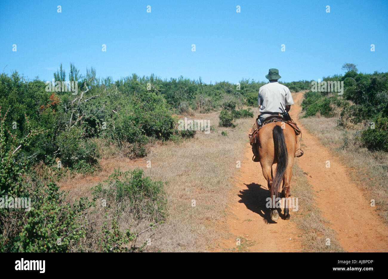 A Back View of a Ranger on Horseback Stock Photo - Alamy