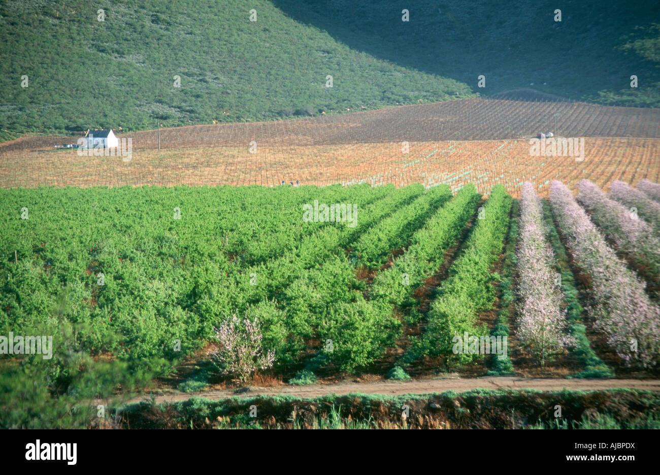 Western cape orchards hi-res stock photography and images - Alamy