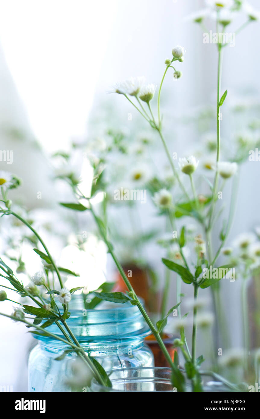 Wildflowers in colored jars against a window Stock Photo - Alamy