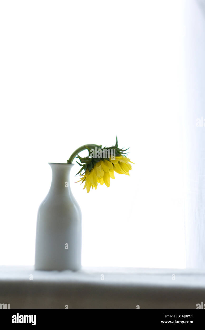 Lonely sunflower in window Stock Photo - Alamy