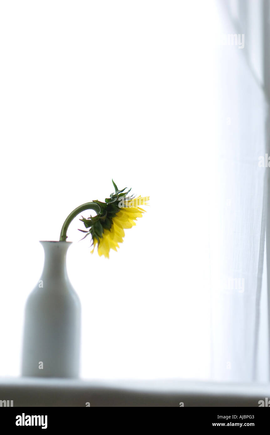 Lonely sunflower in window Stock Photo - Alamy