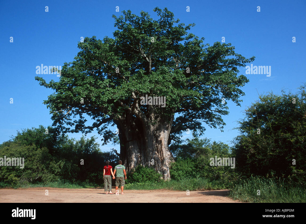 Rear View of a Couple Admiring a Huge Baobab Tree Stock Photo - Alamy
