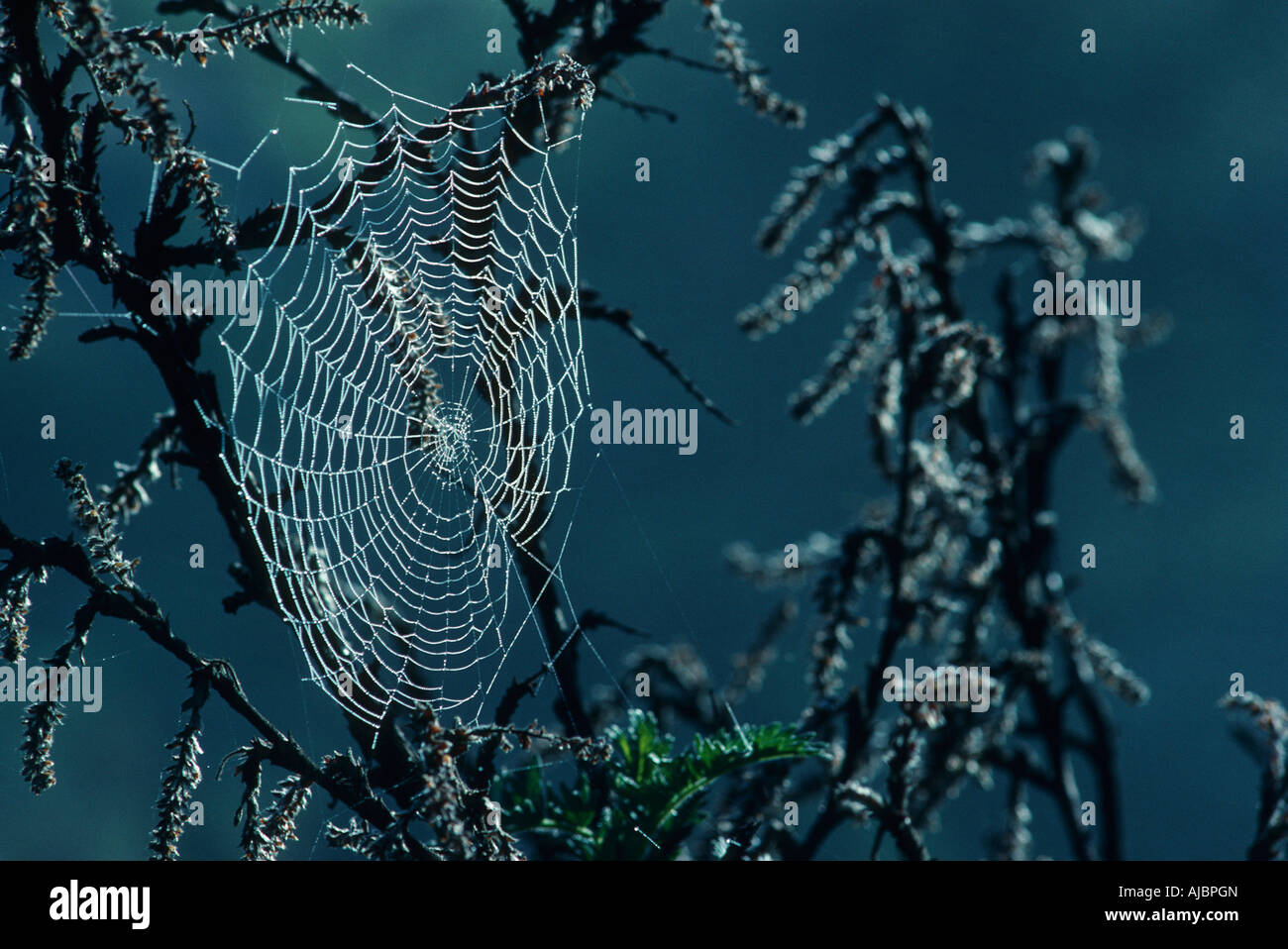 Spider in tree hi-res stock photography and images - Alamy