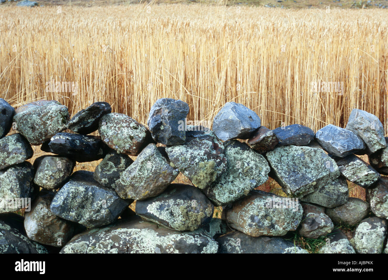 Wheat and Old Stone Wall Stock Photo - Alamy