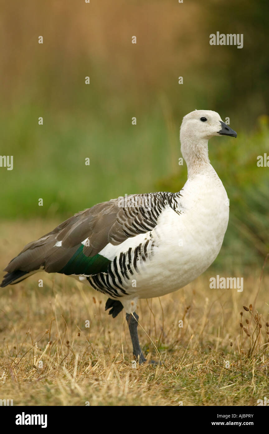 Side View of a Male Upland (Magellan) Goose (Chloephaga picta) Standing ...