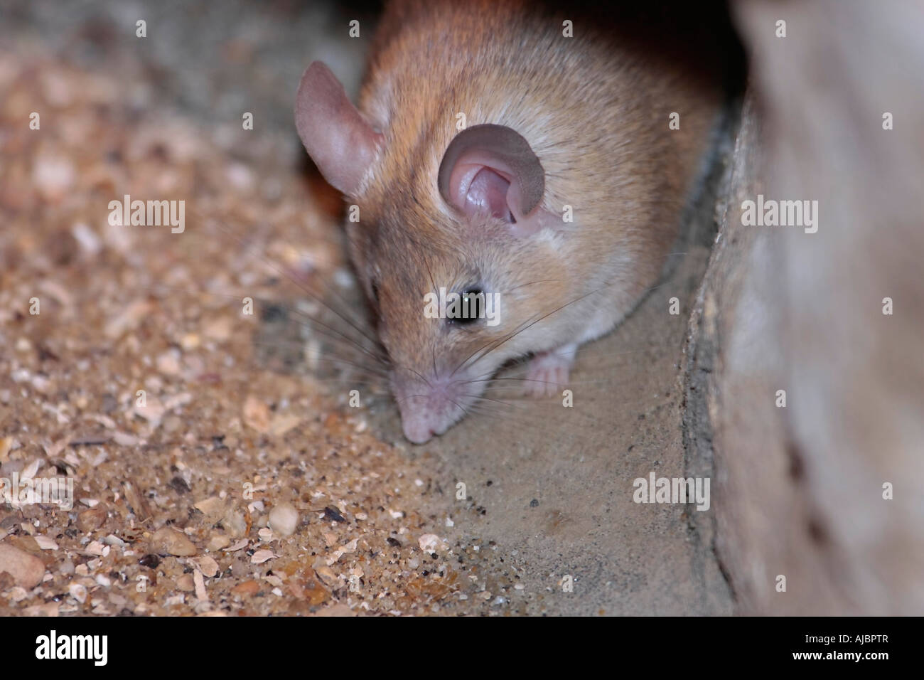 Arabian spiny mouse hi-res stock photography and images - Alamy